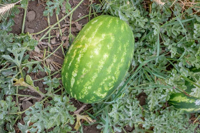 Walchli Farms sees good watermelon crop | Hermiston Herald
