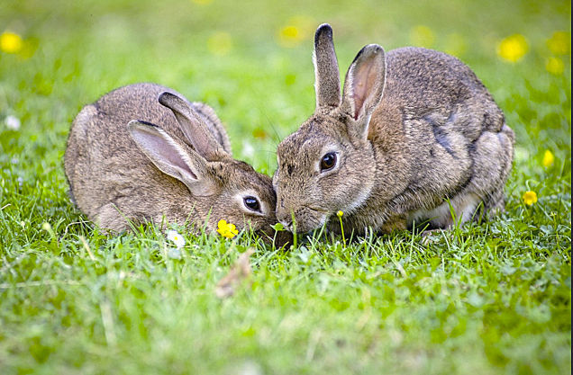 Deadly virus confirmed in Oregon, Idaho rabbits | Hermiston Herald