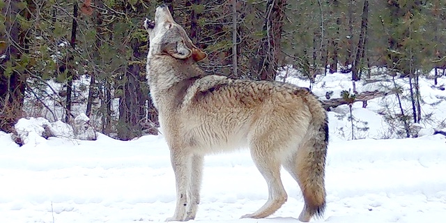 Federal judge’s ruling on wolf protection has no immediate effect in ...